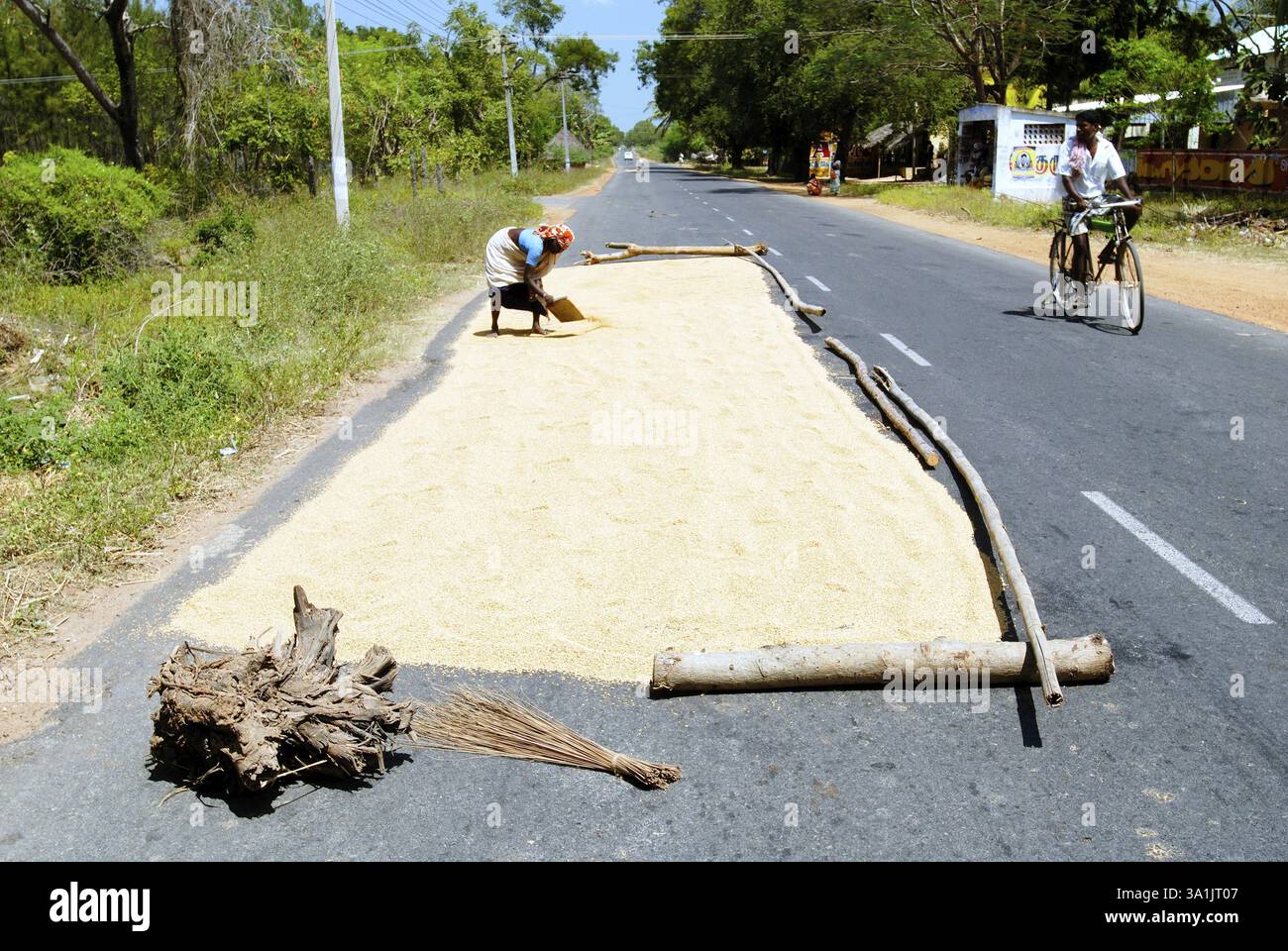 Rice paddy drying on road near Vadalur, Tamil Nadu, India, Asia Stock ...