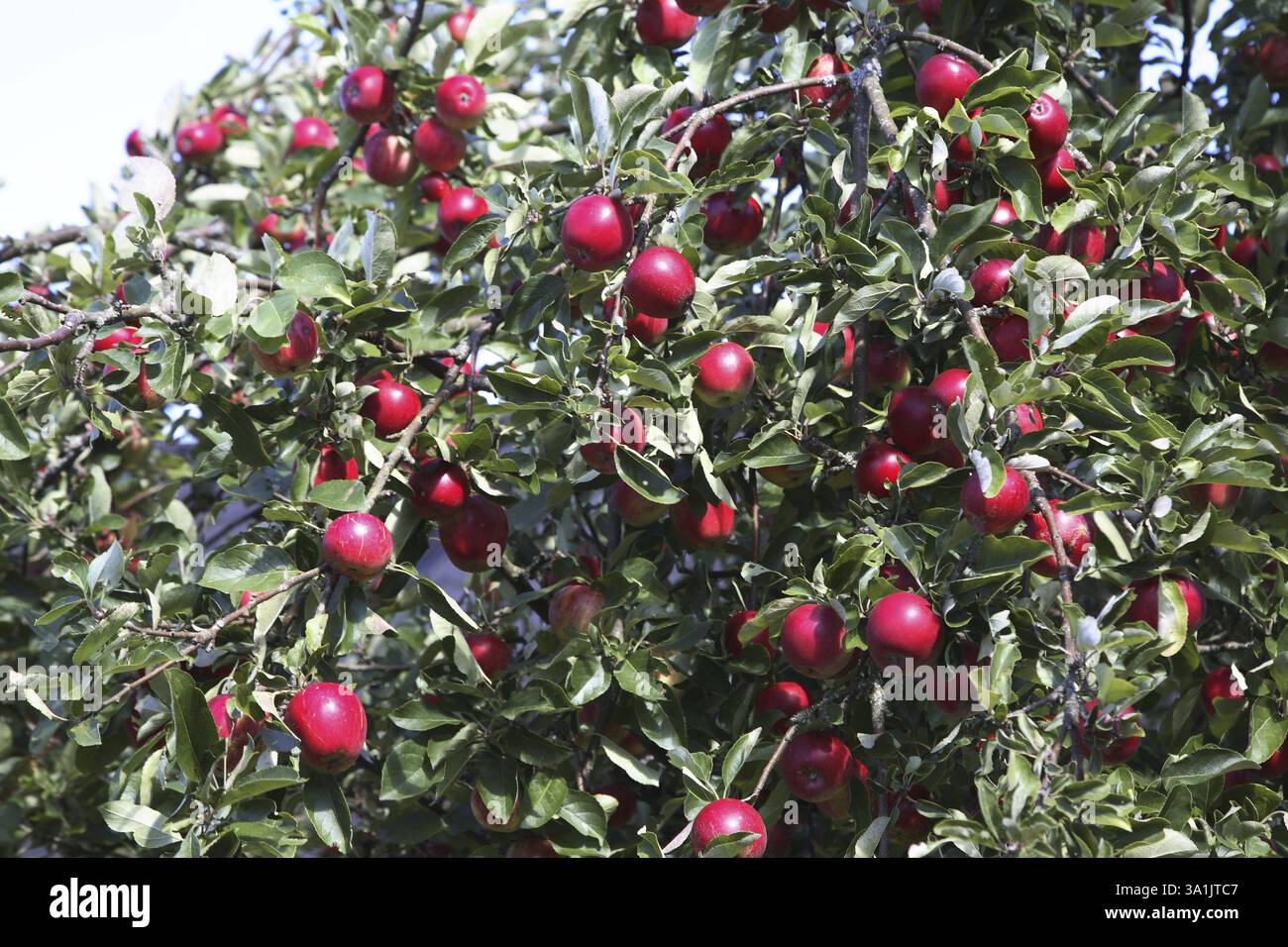 Fruits, tree loaded with red apples and green leaves Stock Photo - Alamy