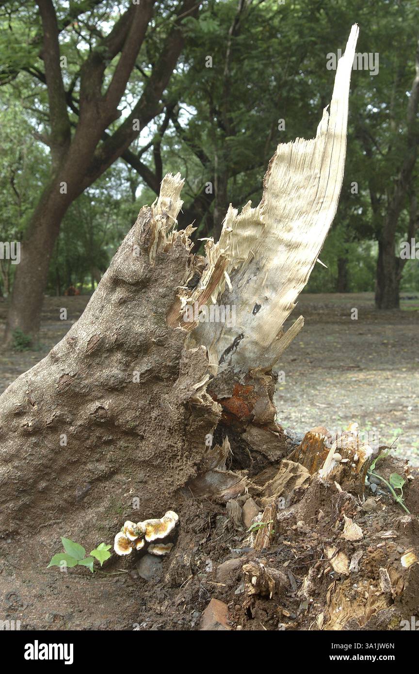 Tree destruction, National Park, Borivali west, Bombay Mumbai ...