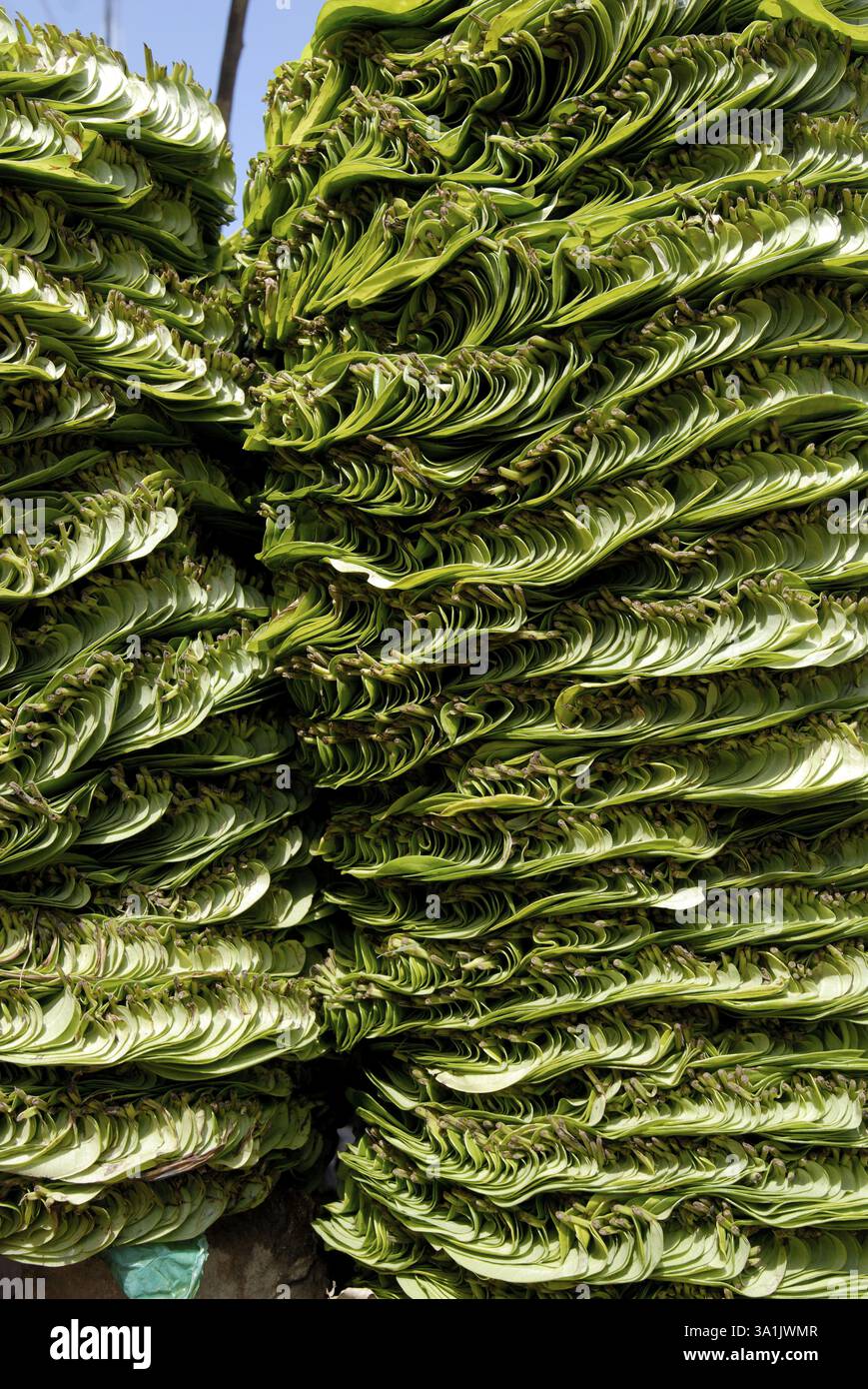 The Betel (Piper beetle Linn) is a spice whose leaves have medicinal ...