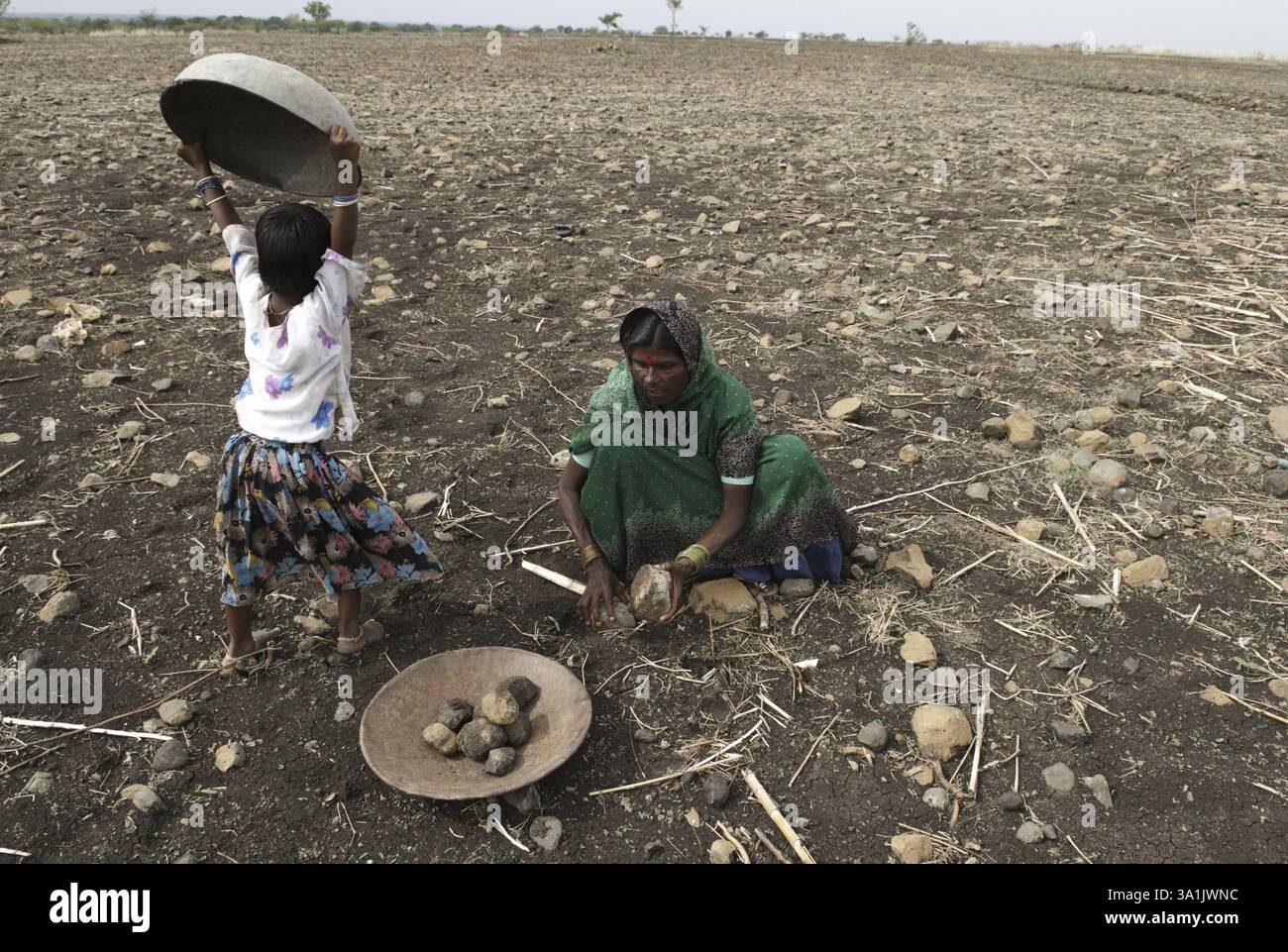 Woman collecting stones on barren land, Marathwada, Maharashtra, India ...