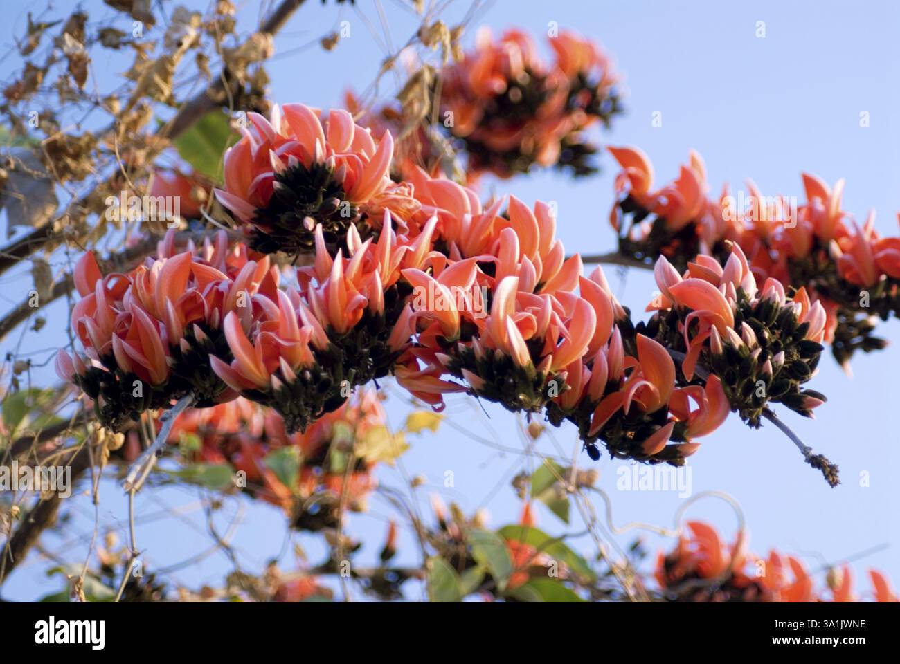 Flowers of palas butea moNAsperma Stock Photo - Alamy