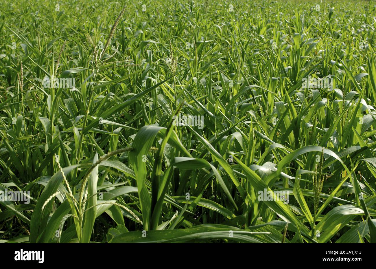 Maize crop at Ralegan Siddhi near Pune, Maharashtra, India, Asia Stock ...