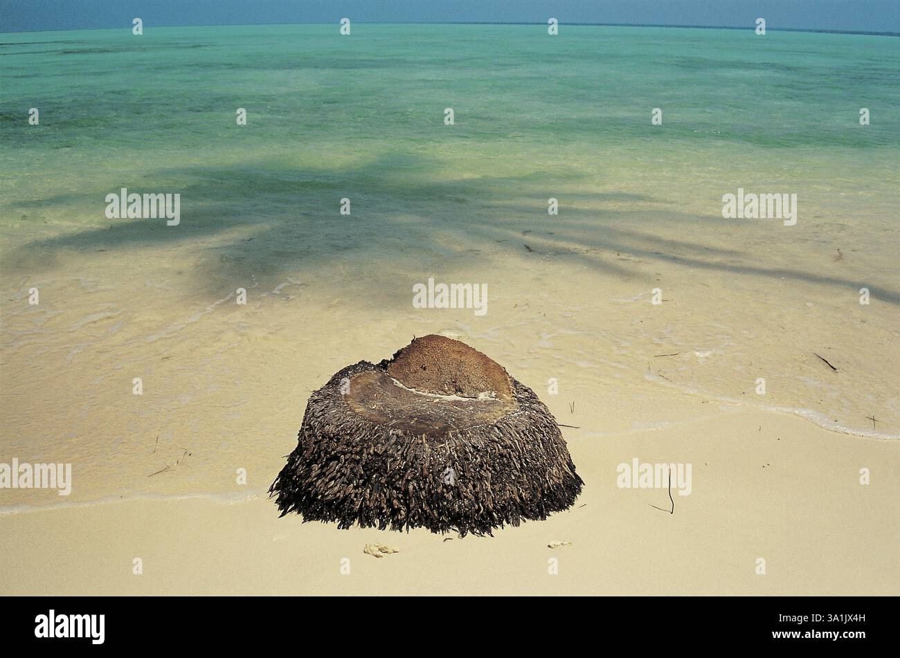 Stump of coconut trunk and shadow of tree, Lakshadweep, India, Asia ...
