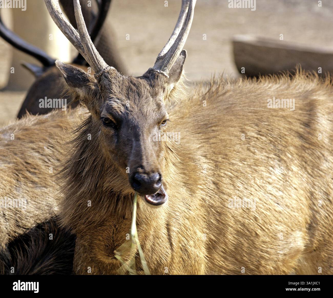 One Swamp Deer (Cervus duvauceli) Safari world Bangkok, Thailand, South ...