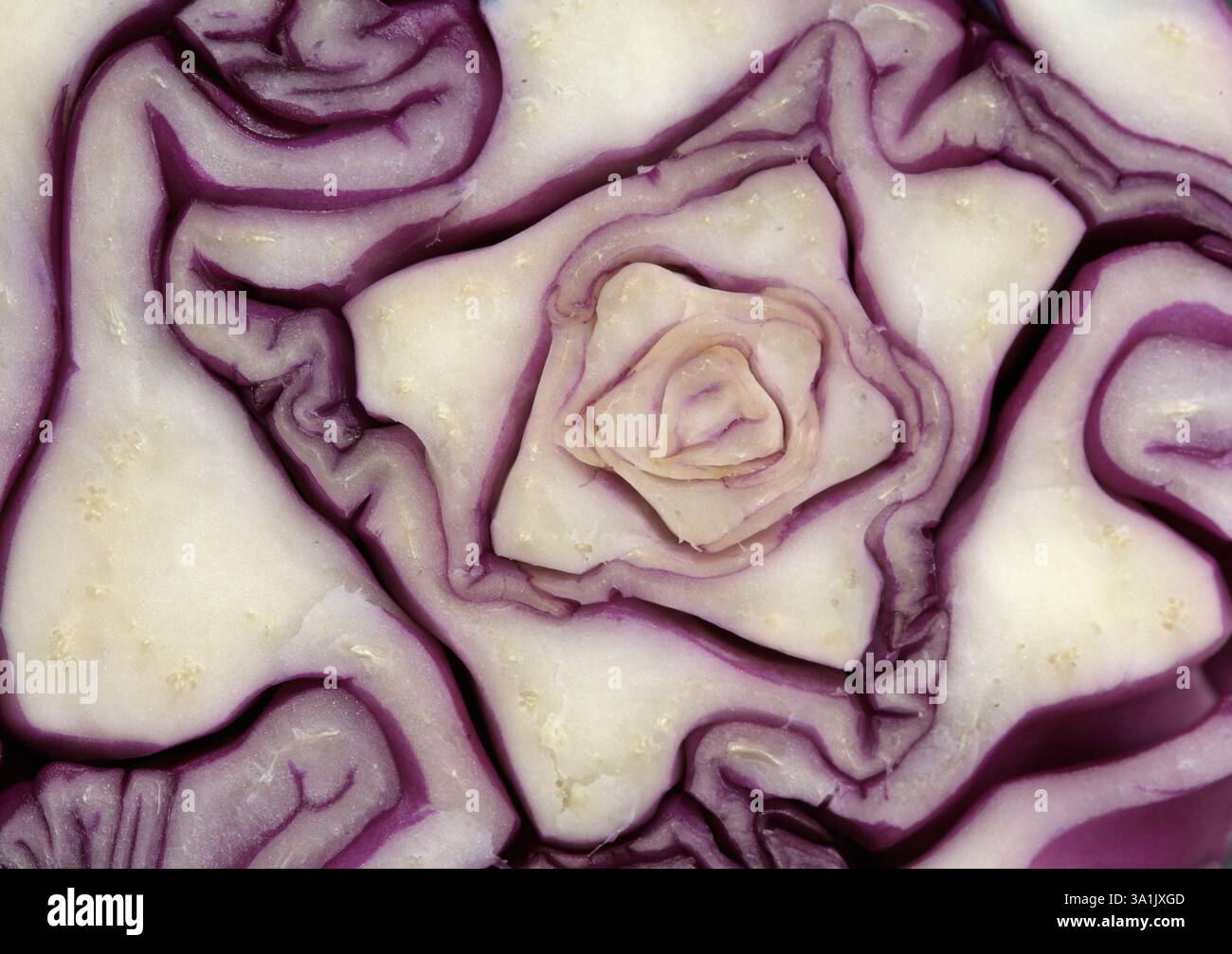 Layers of red cabbage are sliced to expose unique patterns and textures ...