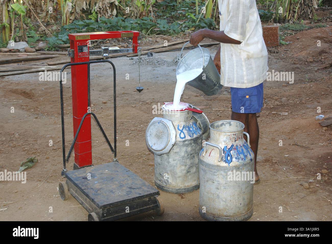 Industry, man pouring and filtering milk in can from bucket, weighing ...