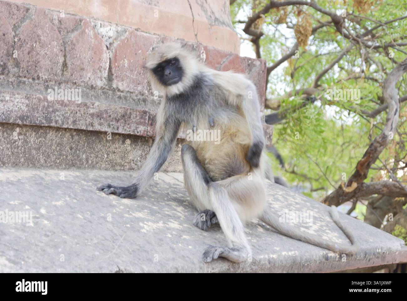 Long tails monkey conservation hi-res stock photography and images - Alamy