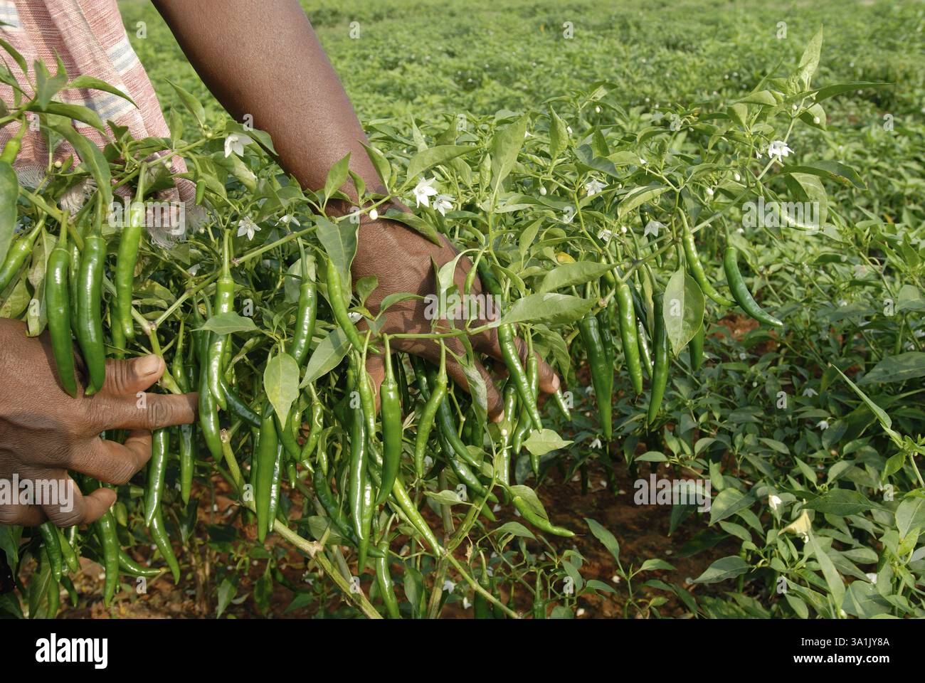 Green chilli farm in oddanchatram, ottanchathiram, tamil nadu, India ...