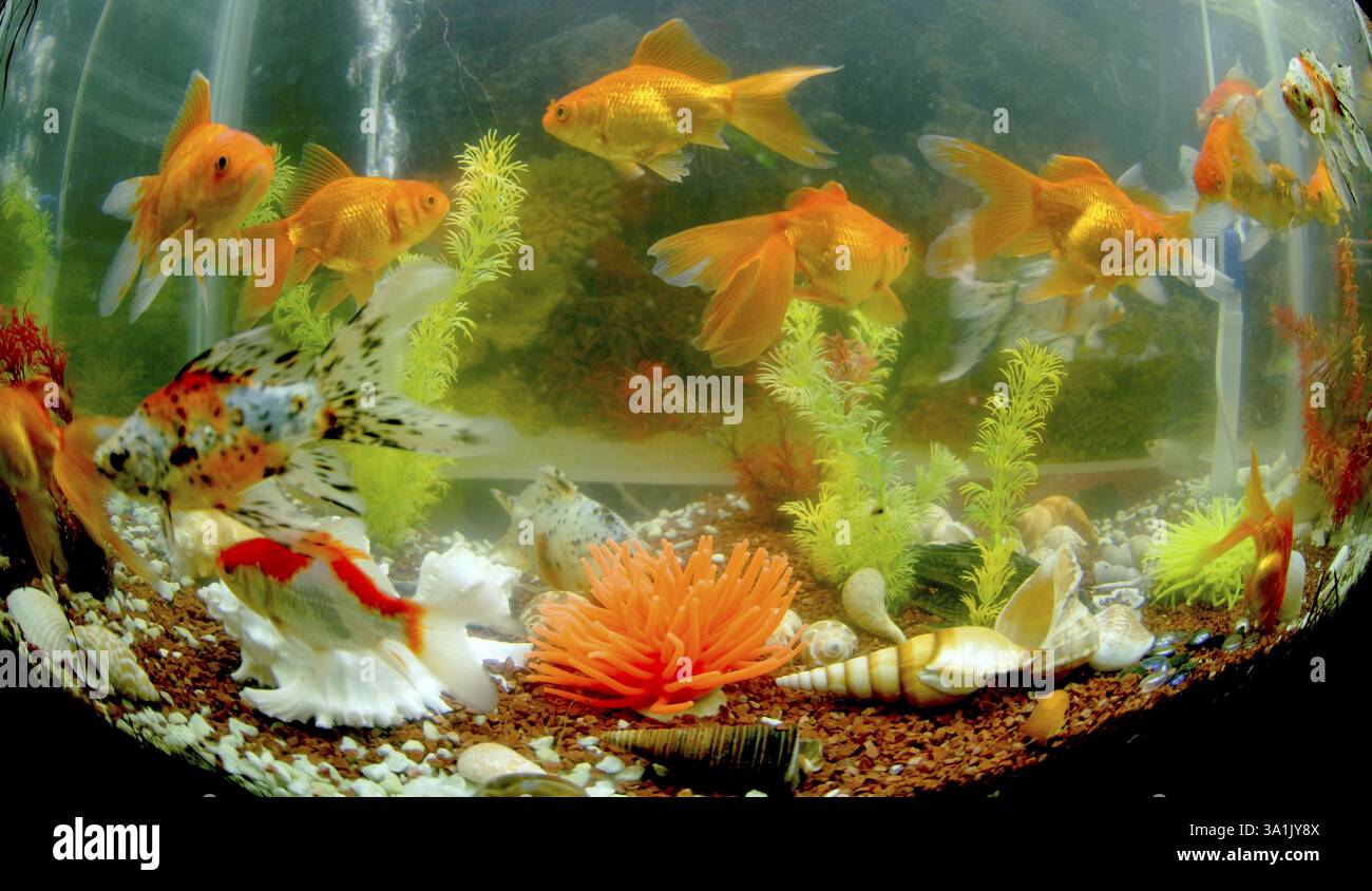 Aquarium fish, Japanese gold fish, redryukin Stock Photo - Alamy