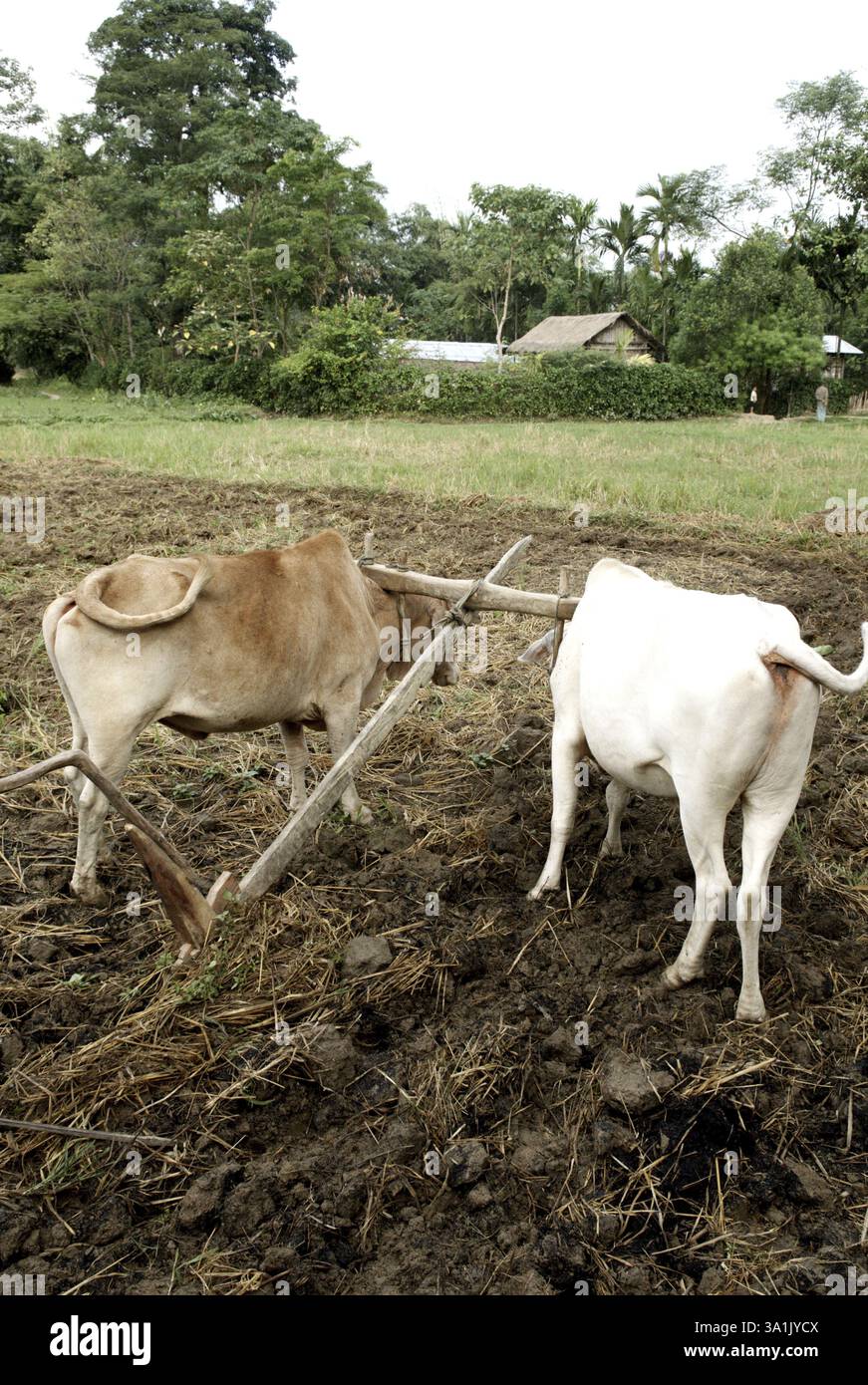 Bullocks ploughing land, Chakma tribal, Arunachal Pradesh, India, Asia ...