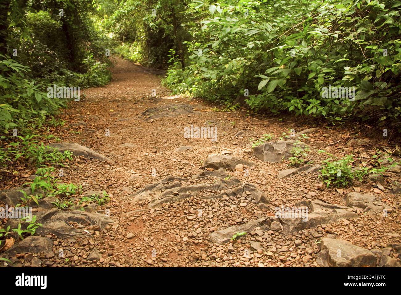 Forest Footway, Sanjay Gandhi National Park, Borivali, Bombay Mumbai ...
