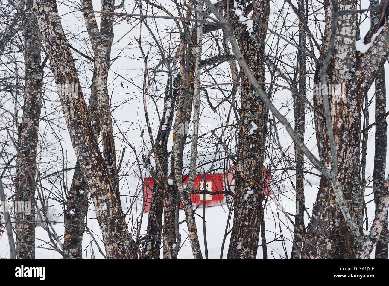 Winter photography along Kronborgsetergrenda of rural Toten, Norway, in ...