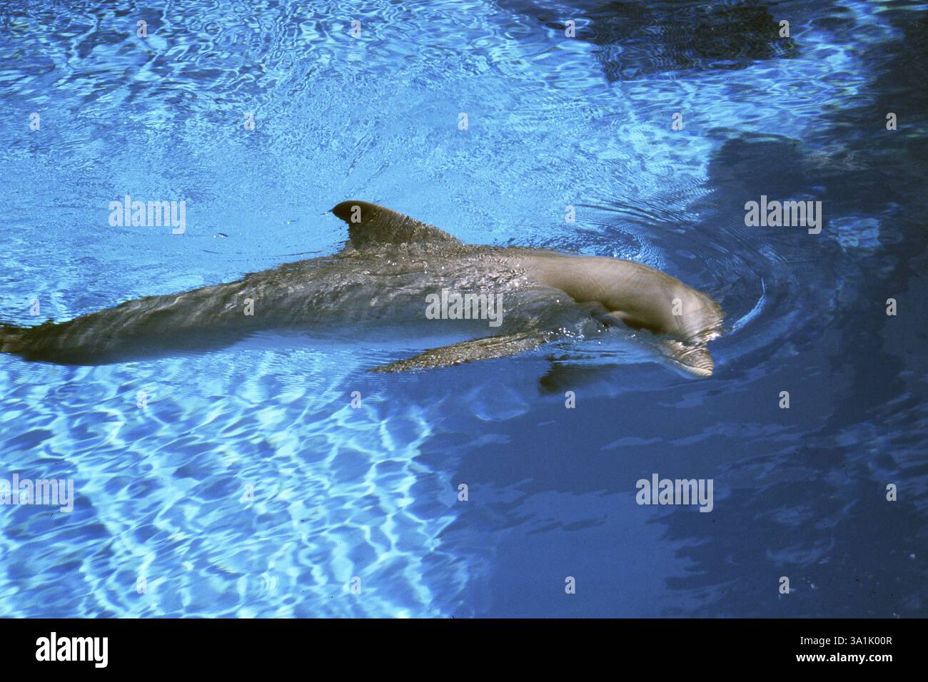 Dolphin preserved in deep water tank, Las Vegas, U.S.A. United States ...