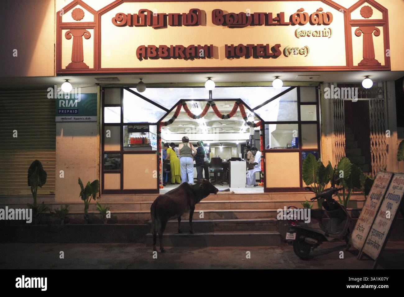 Cow on entrance steps of hotel, Rameswaram small island in the Gulf of ...