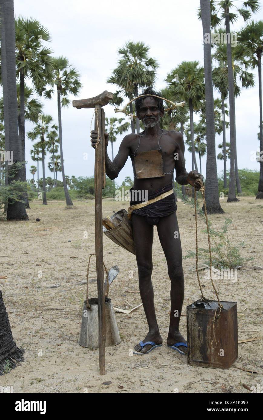 Palm sap collected by tapper near Tiruchendur, Tamil Nadu, India, Asia ...