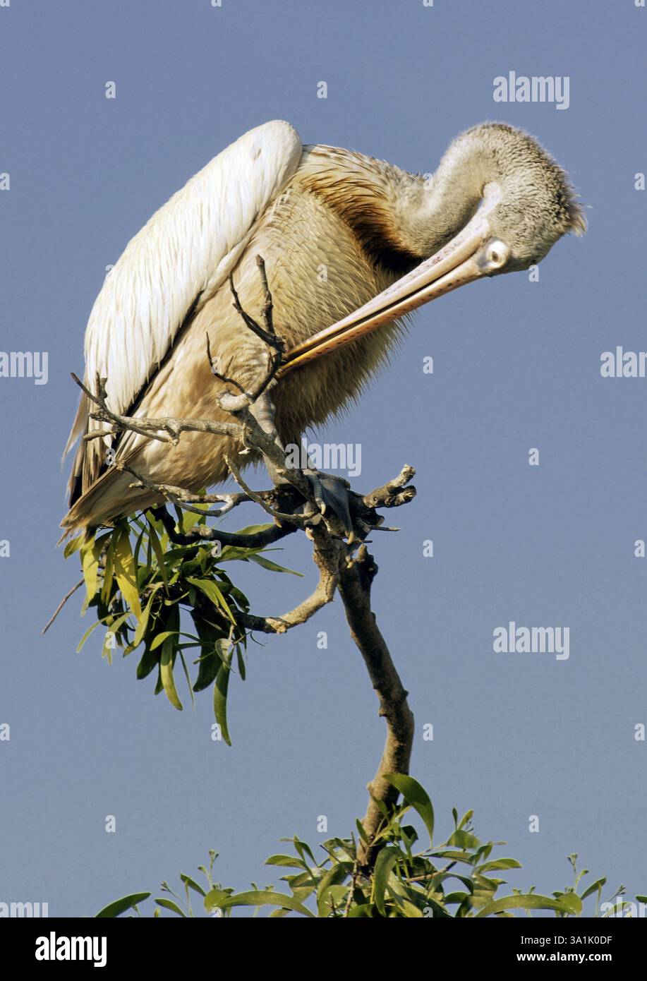Birds, White Stork sitting on branch of tree Safari world Bangkok ...