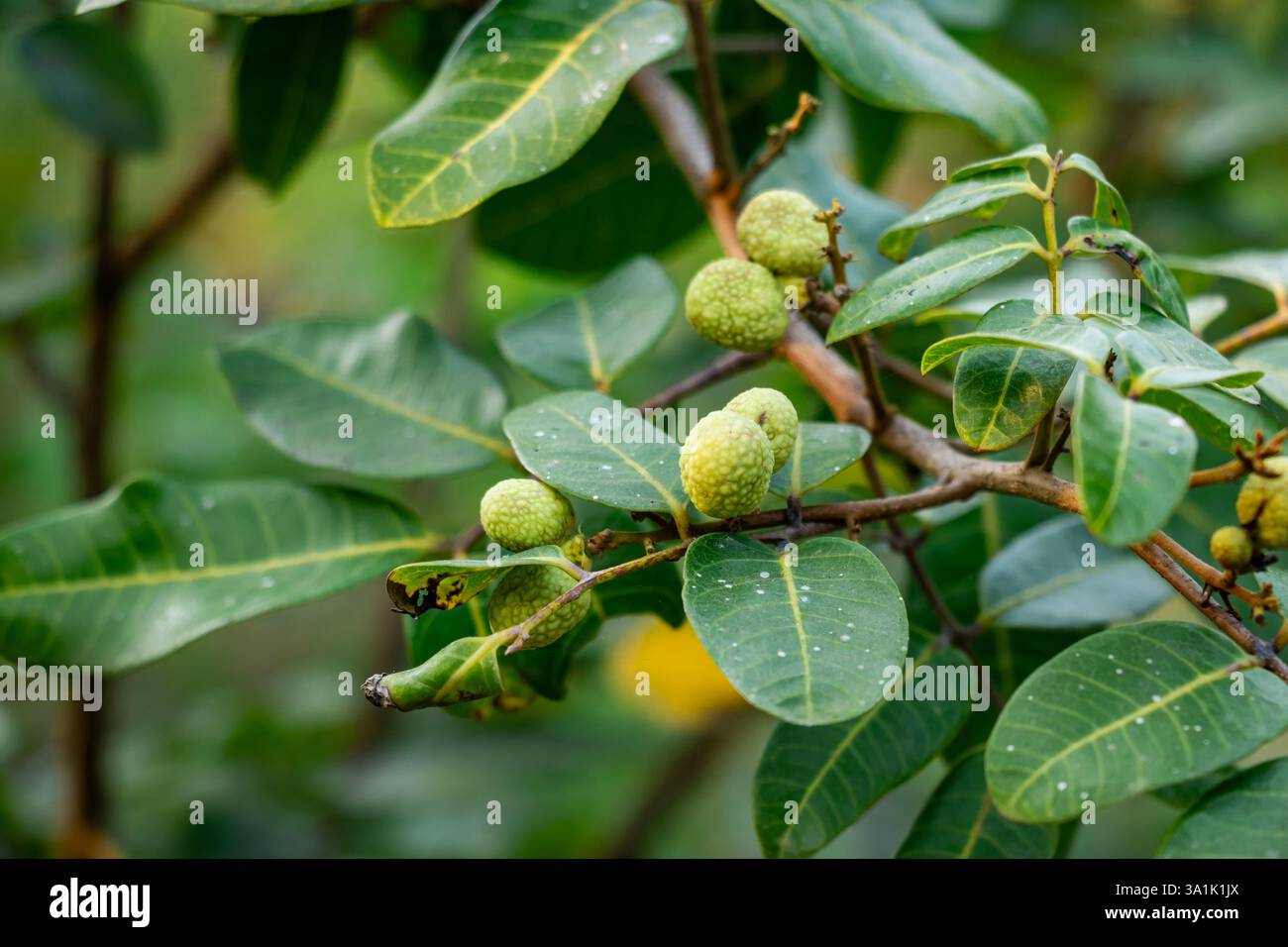 Longan Dimocarpus longan is a tropical fruit from Southeast Asia ...