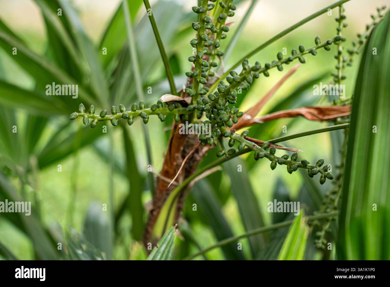 The Formosa palm Arenga engleri, or Taiwan sugar palm, is a small ...