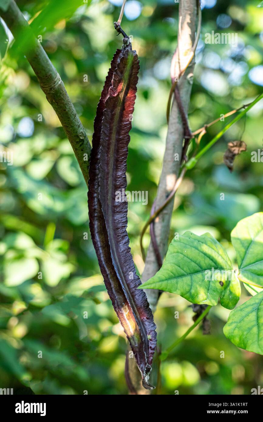 Climbing green four angled bean hi-res stock photography and images - Alamy