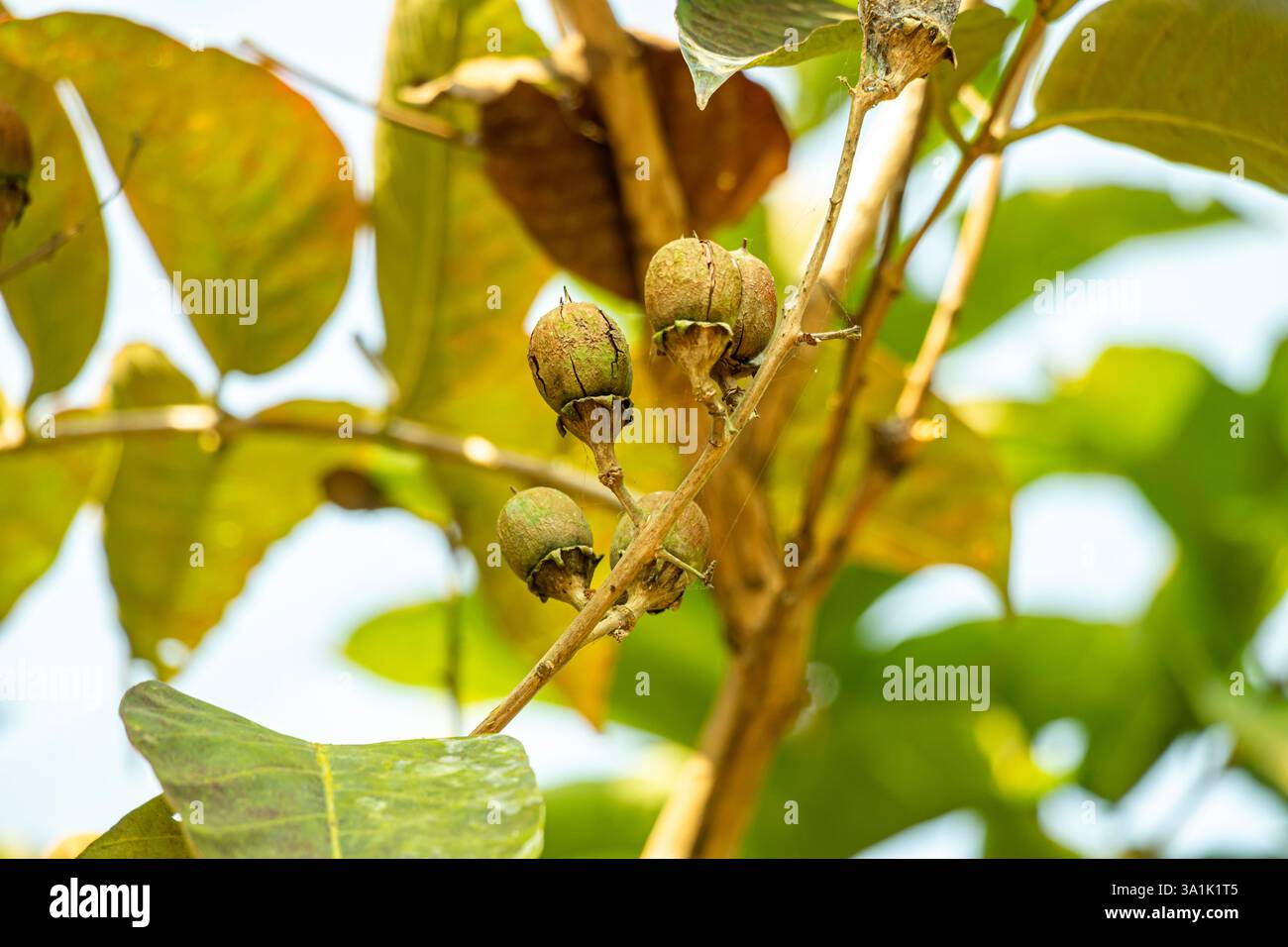 Woody capsules. Lagerstroemia floribunda Thai crepe myrtle or Pink ...