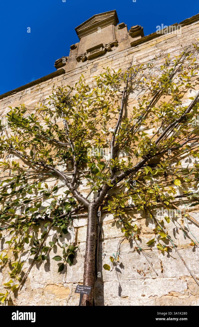 Prunus cerasus trained hi-res stock photography and images - Alamy