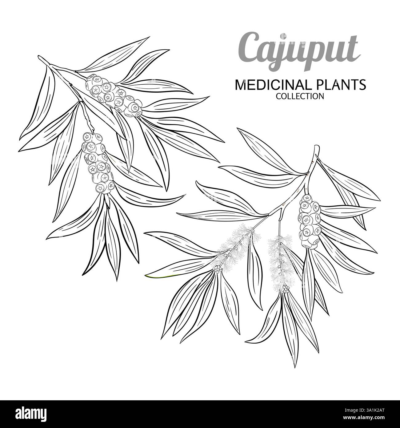 Cajuput Branch with Flowers Outline Illustration Stock Vector Image ...