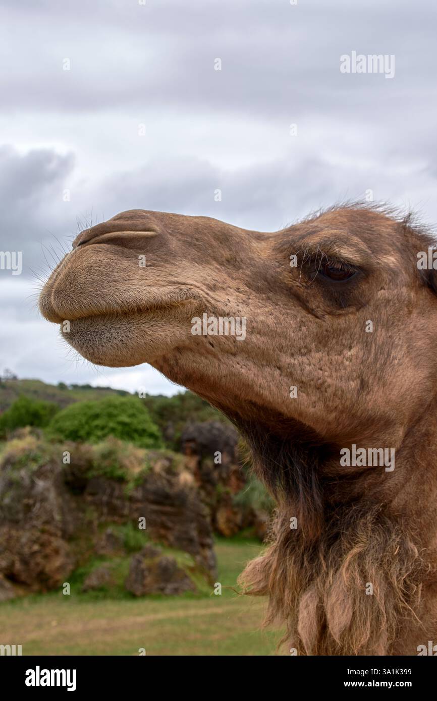 Detail of the head of a dromedary. Cloudy sky, texture, hairs, eye ...
