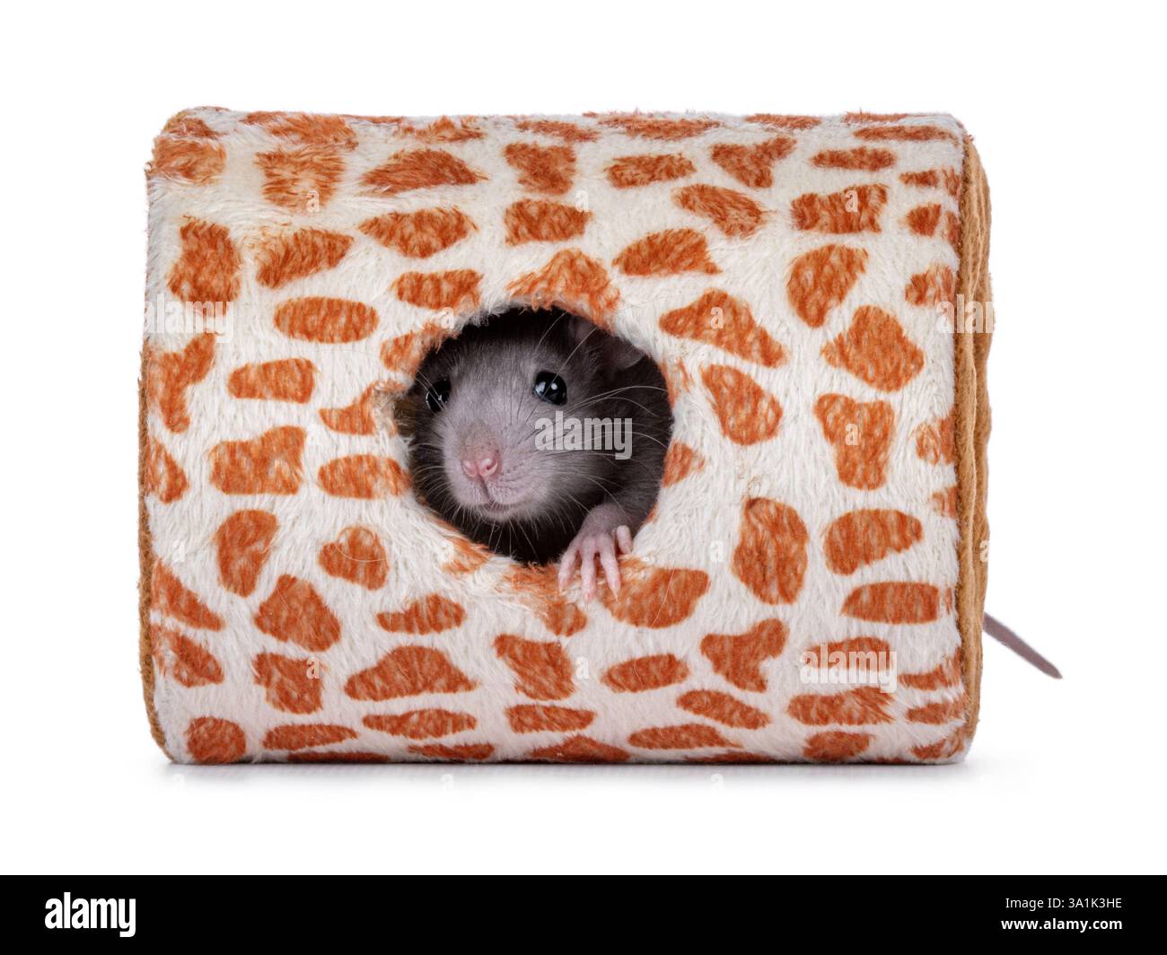 Cute little young rat, hiding out in round toy. Looking curious to ...