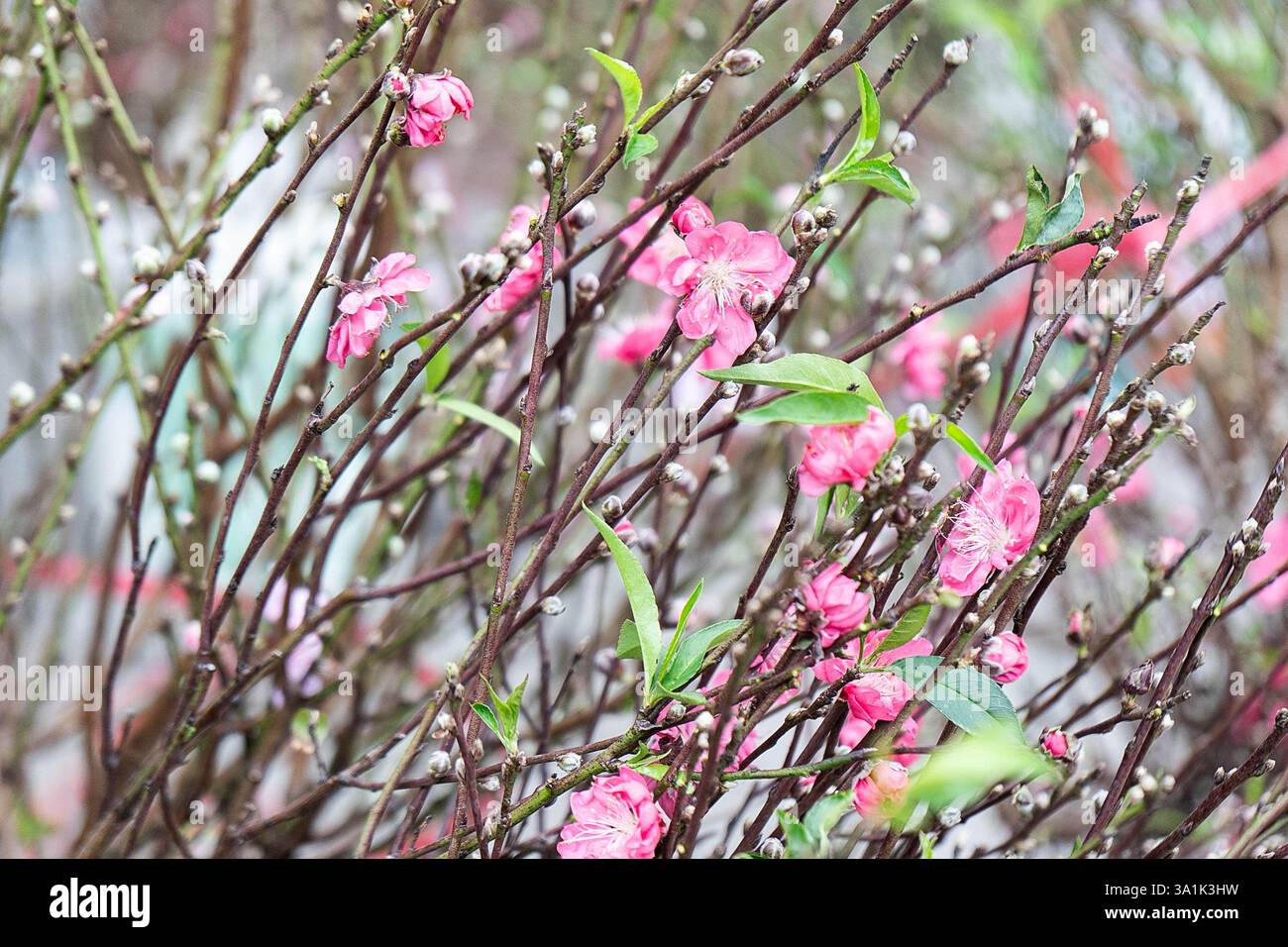 Delicate pink cherry blossoms adorn branches, celebrating the joy and ...
