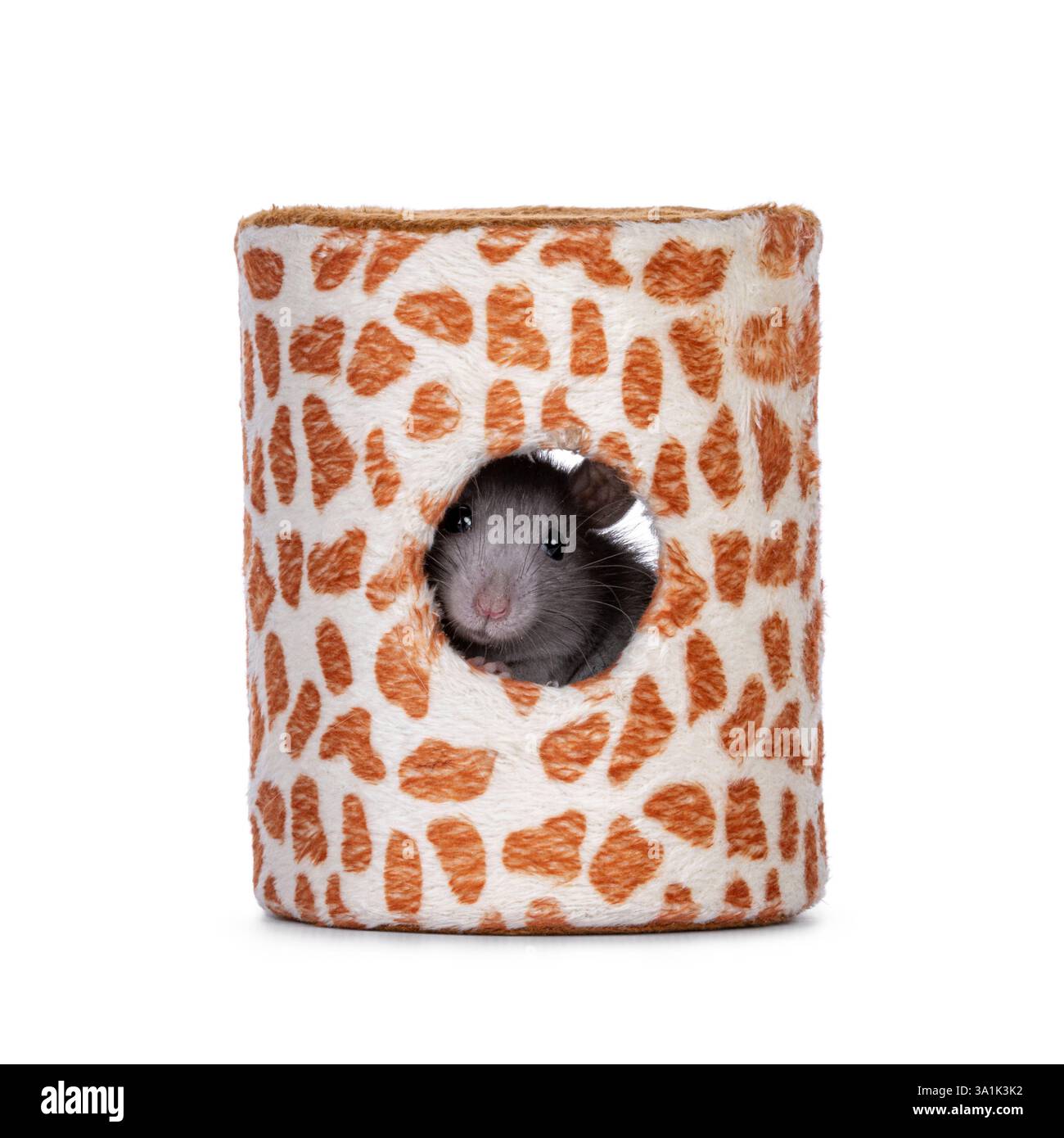 Cute little young rat, hiding out in round toy. Looking curious to ...