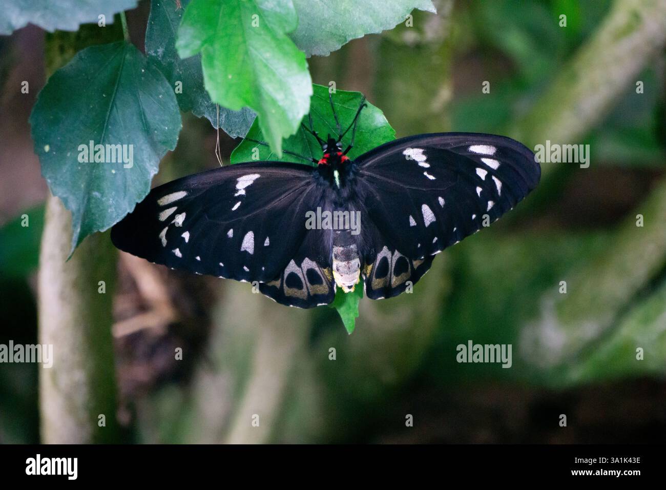 Endemic Ornithoptera Priamus Butterfly Displaying Its Striking Patterns ...