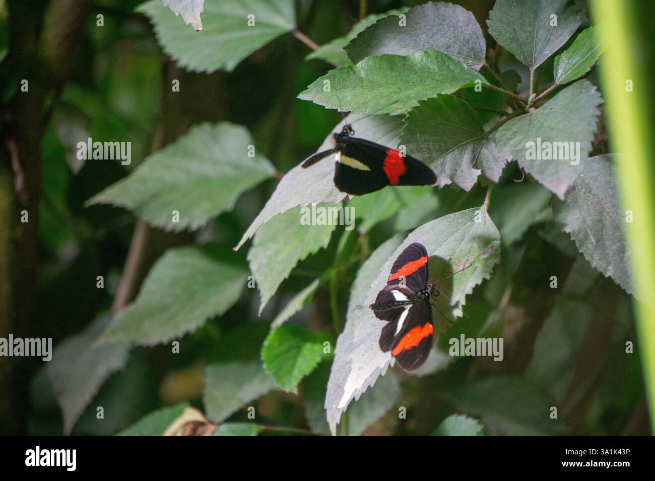 Heliconius Erato Butterfly With Vibrant Colors Captured In Its Natural ...