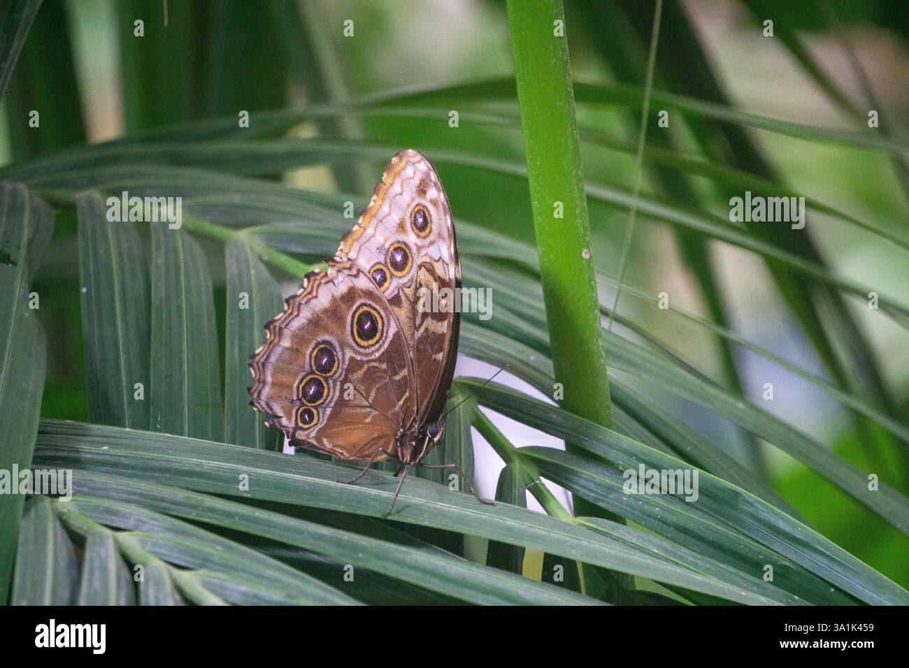 Blue Morpho Butterfly Morpho Peleides Displaying Its Vibrant Blue Wings ...