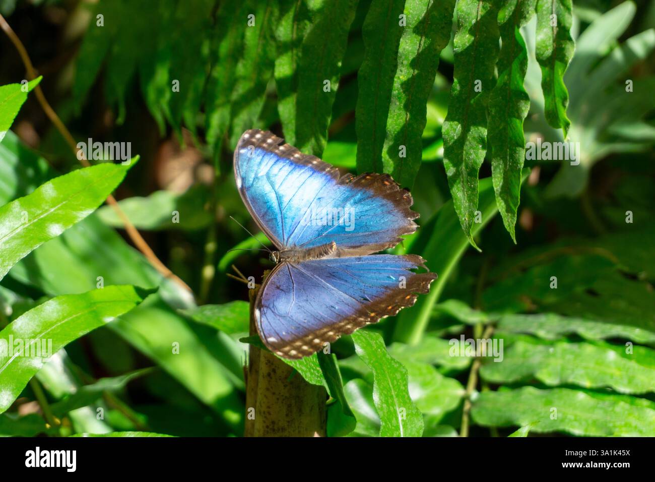 Morpho Peleides Butterfly Also Known As Blue Morpho, Showing Its ...