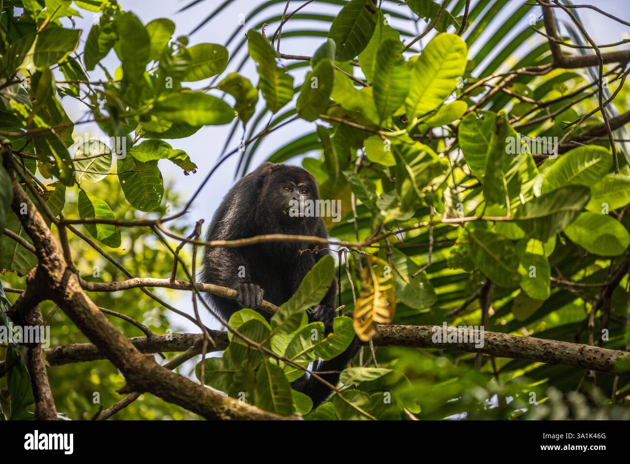 A Howler Monkey at the Community Baboon Sanctuary, Bermudian Landing ...