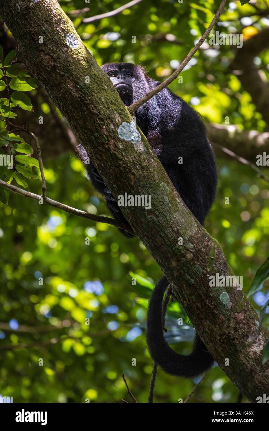 A Howler Monkey at the Community Baboon Sanctuary, Bermudian Landing ...