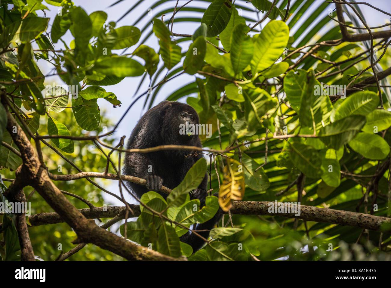 A Howler Monkey at the Community Baboon Sanctuary, Bermudian Landing ...