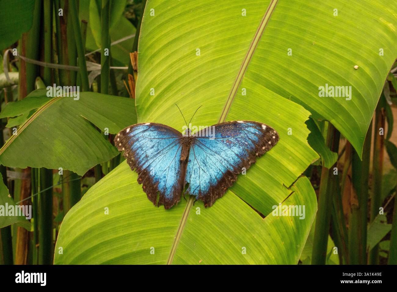 Vibrant Blue Morpho Butterfly Morpho Peleides Resting On A Leaf In A ...