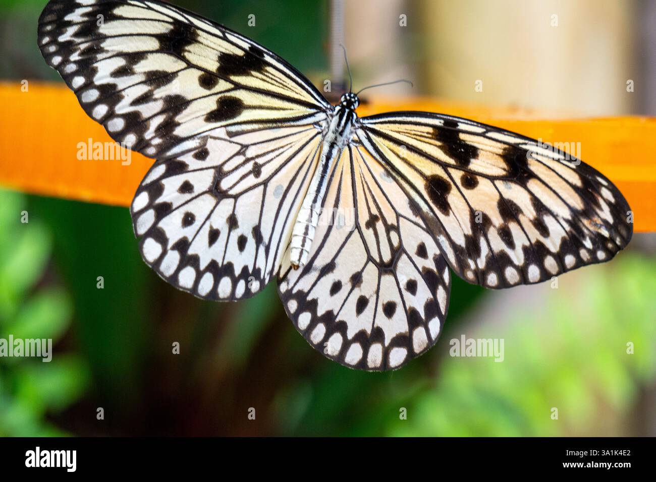 Rice Paper Butterfly Idea Leuconoe Displaying Its Delicate Wings In A ...