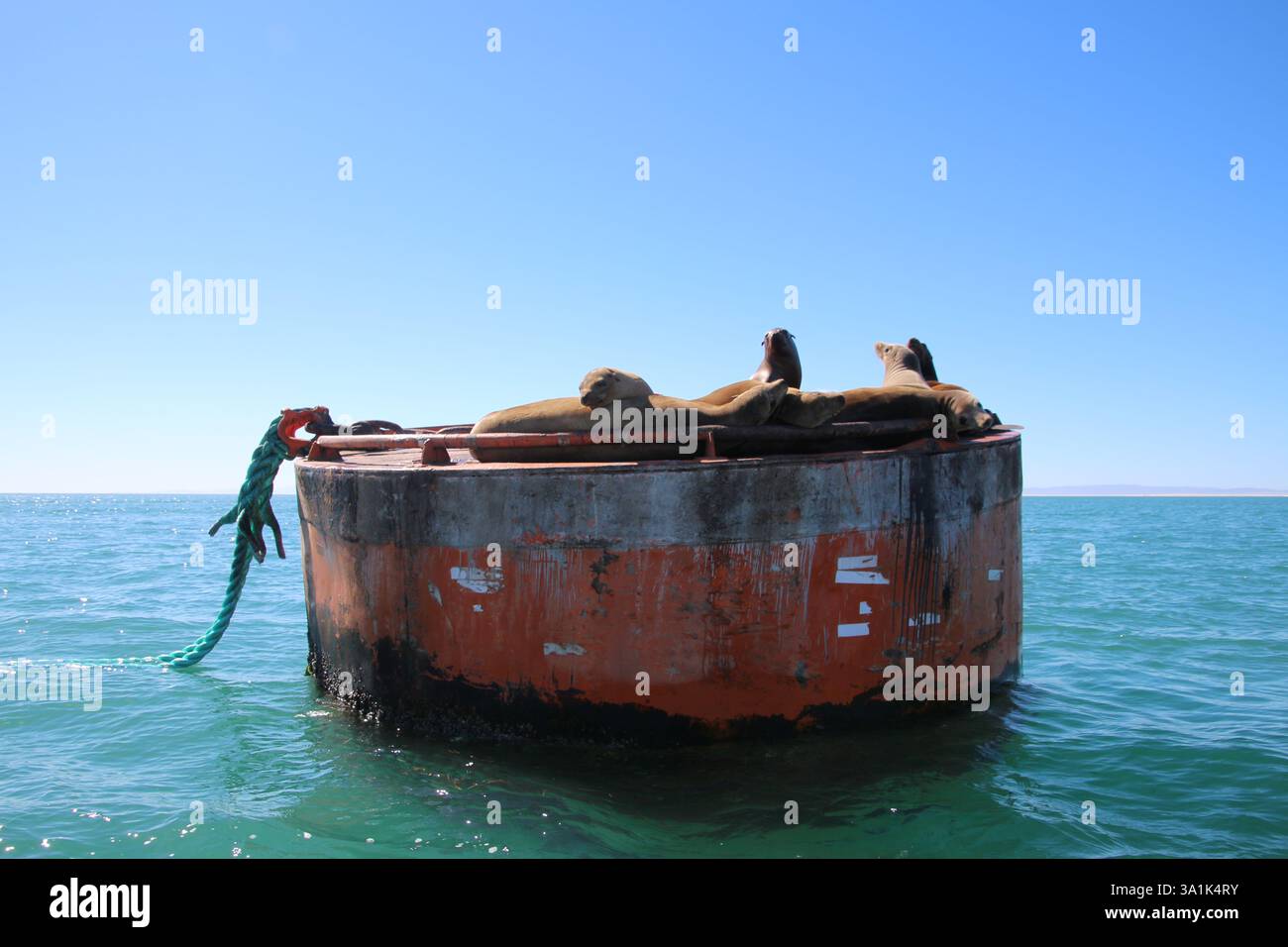 California sea lion basking in the sun on a buoy, Baja California Sur ...