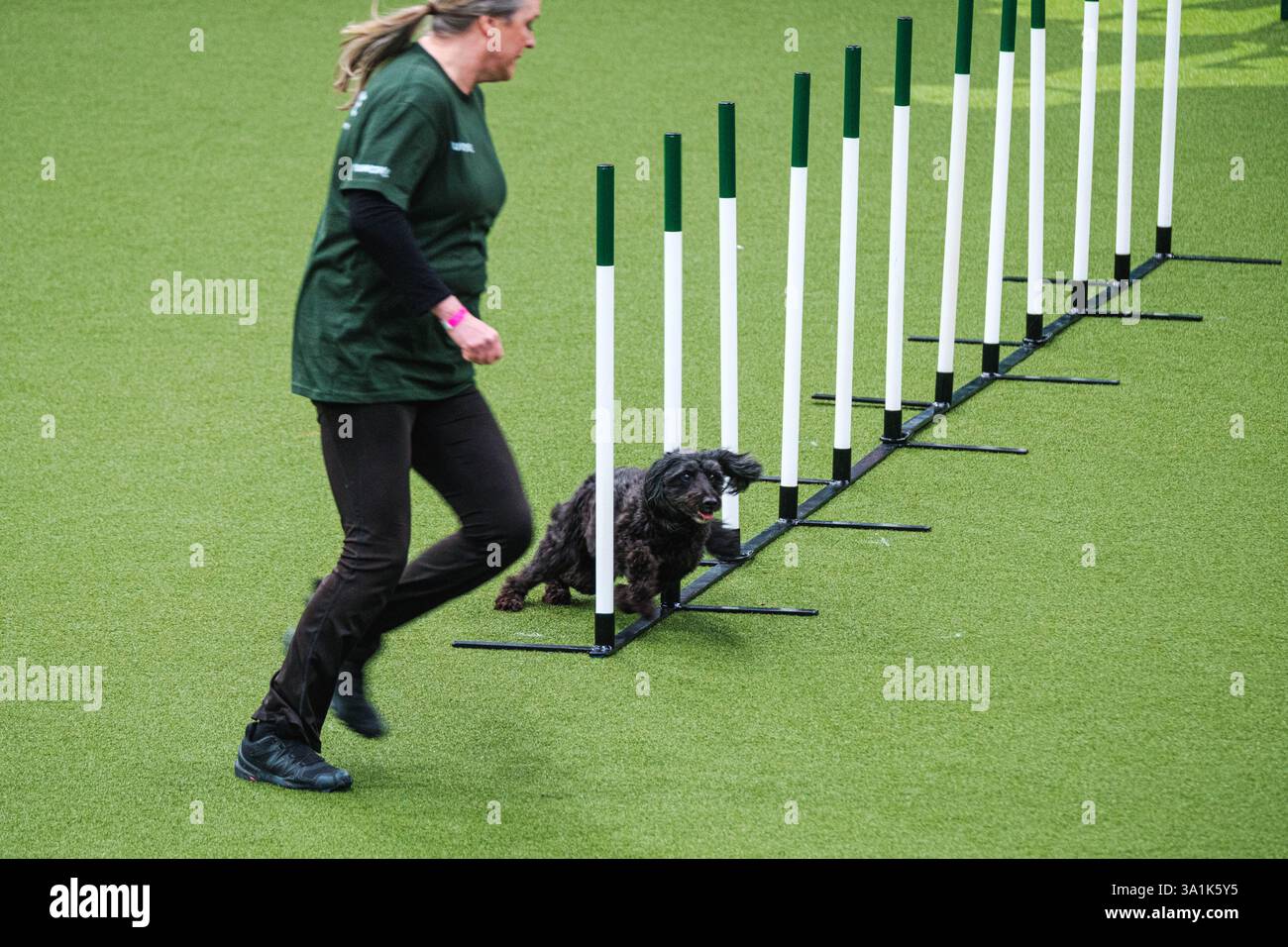 Birmingham, UK. 9th Mar 2025. Birmingham, UK. 9th Mar 2025. Crufts 2025 ...