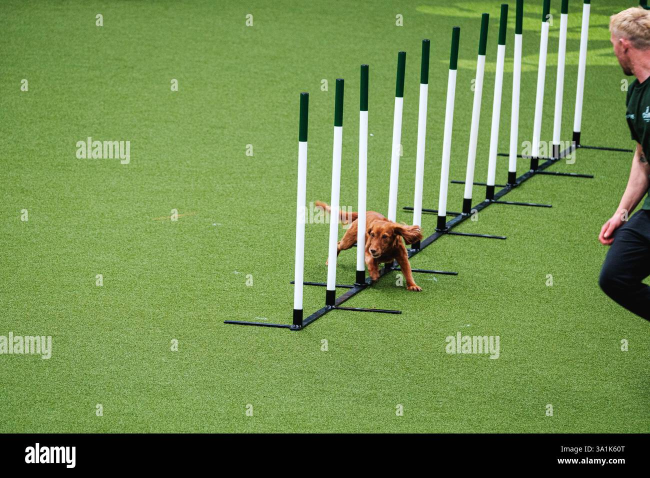 Crufts 2025 Agility – Championships – Small/Medium (Jumping ...