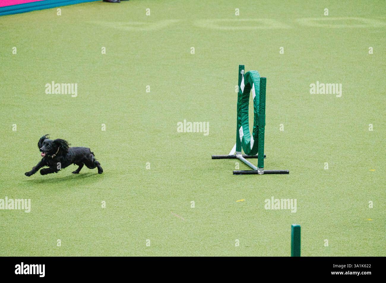 Birmingham, UK. 9th Mar 2025. Birmingham, UK. 9th Mar 2025. Crufts 2025 ...