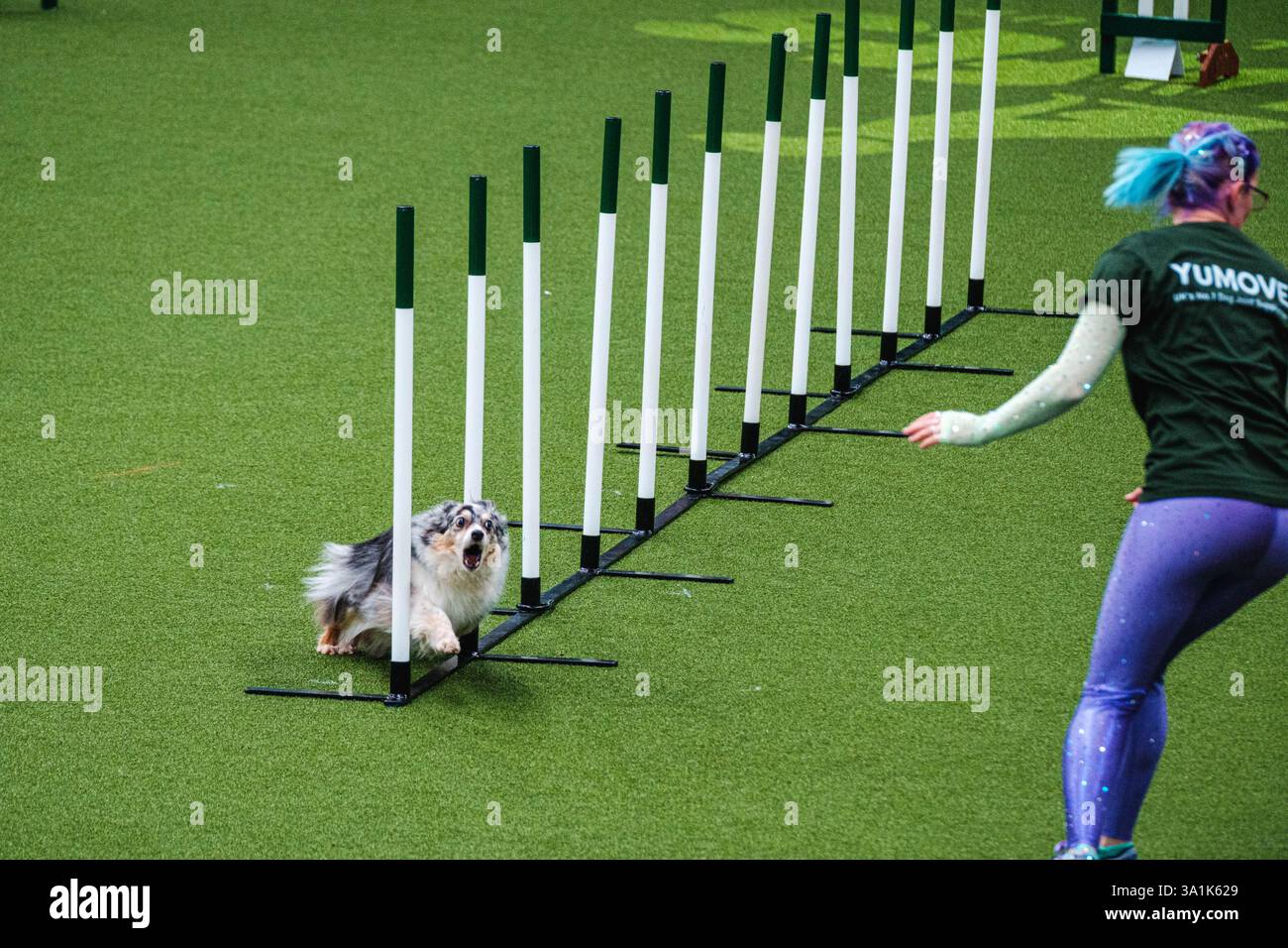 Crufts 2025 Agility – Championships – Small/Medium (Jumping ...