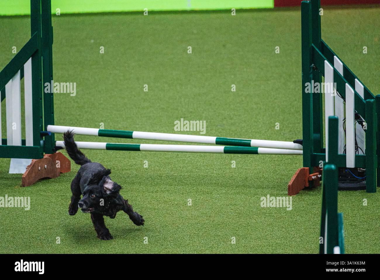 Crufts 2025 Agility – Championships – Small/Medium (Jumping ...