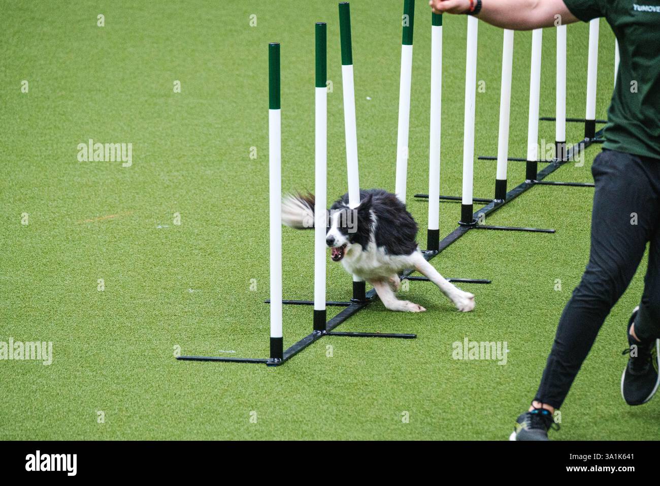 Crufts 2025 Agility – Championships – Small/Medium (Jumping ...