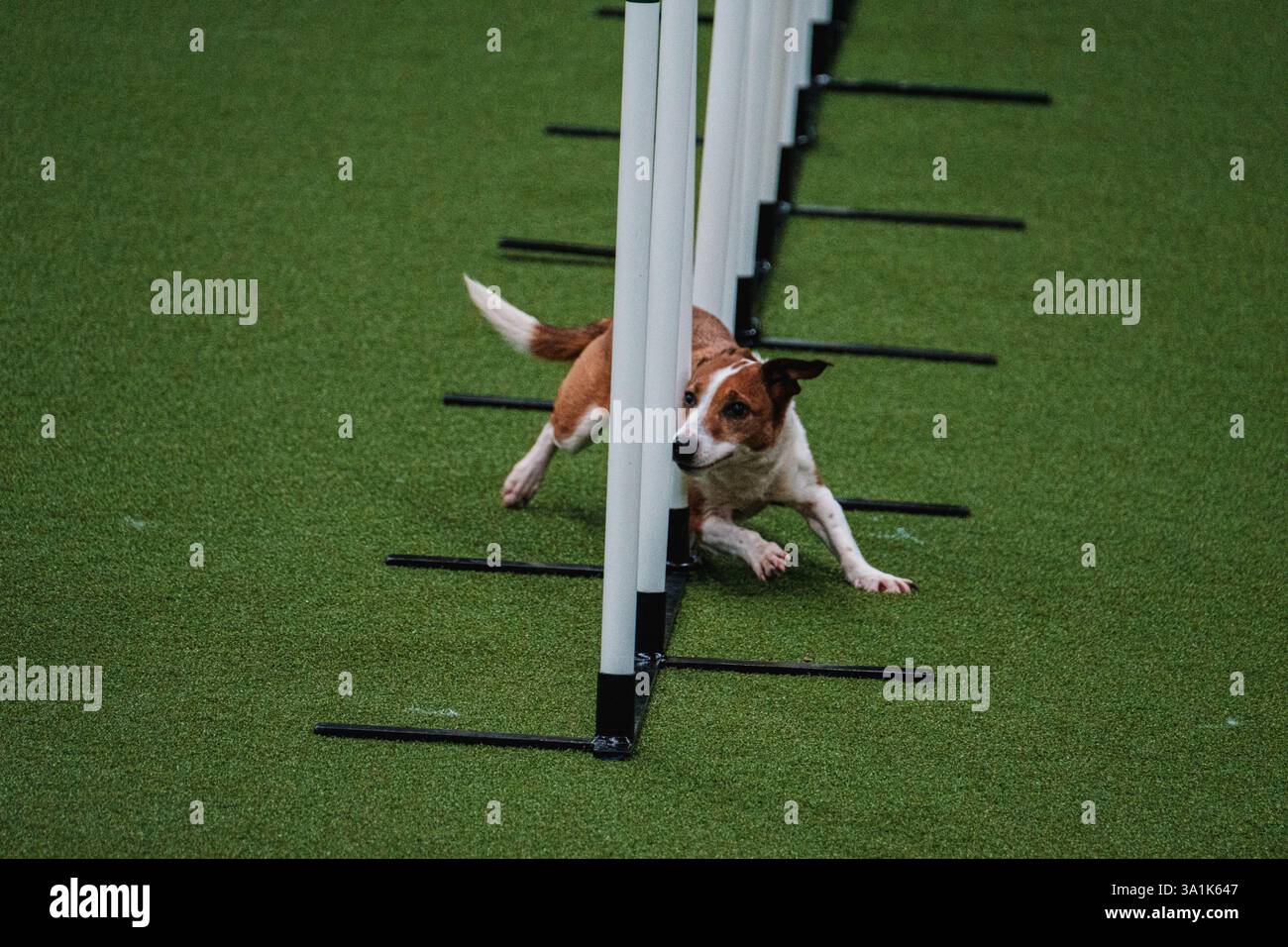 Crufts 2025 Agility – Championships – Small/Medium (Jumping ...
