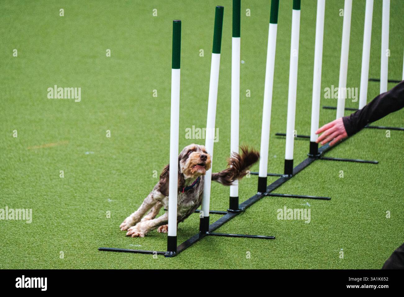 Crufts 2025 Agility – Championships – Small/Medium (Jumping ...
