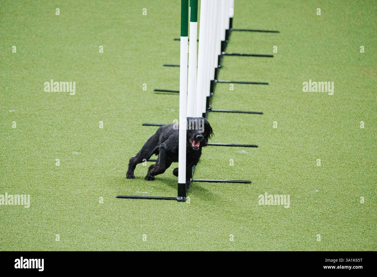 Birmingham, UK. 9th Mar 2025. Birmingham, UK. 9th Mar 2025. Crufts 2025 ...